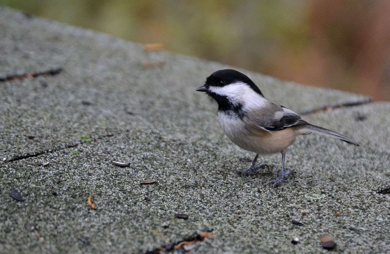 Bird Droppings - Greenawalt Roofing